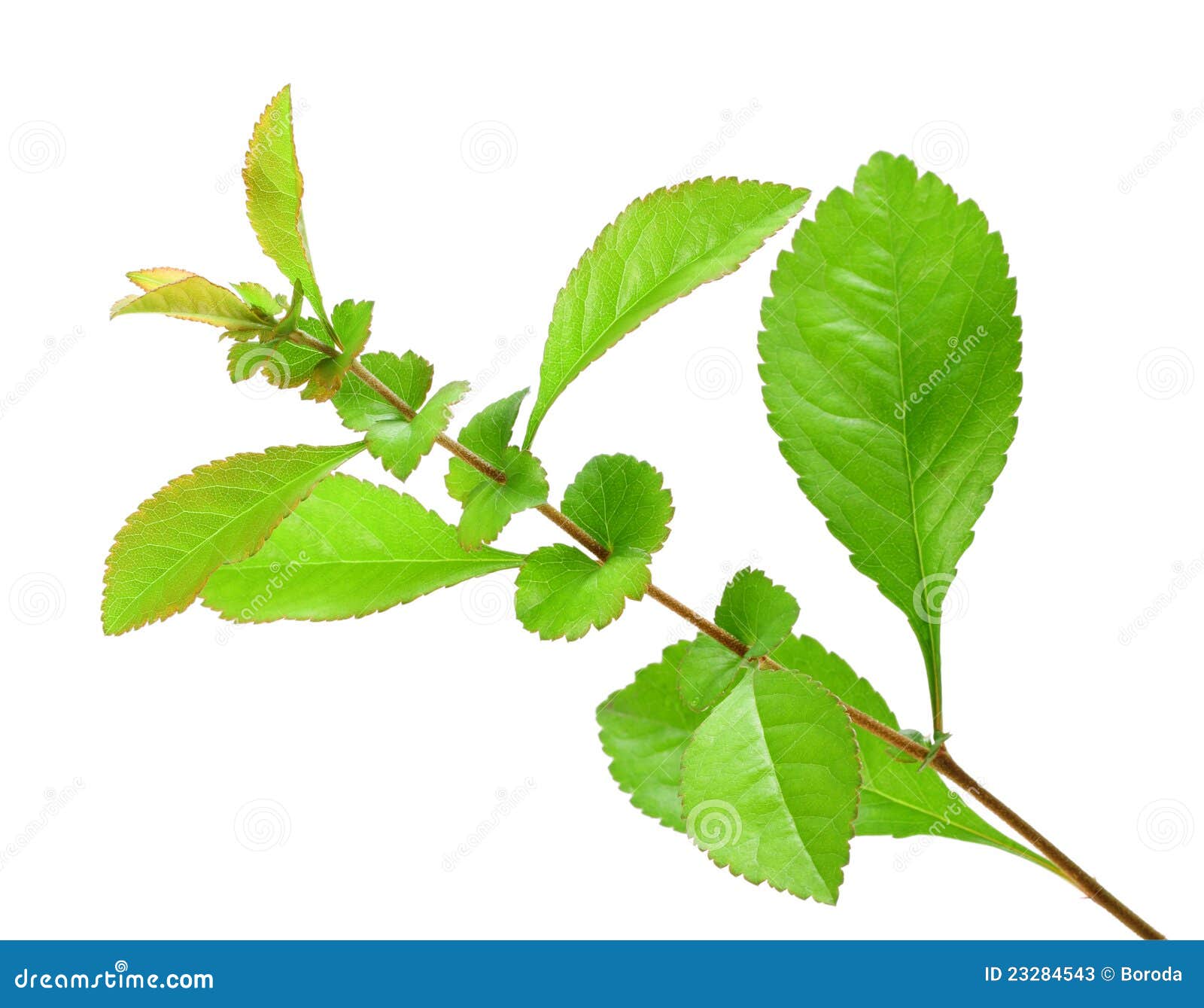 Single Young Branch with Green Leaf Stock Image - Image of branch ...