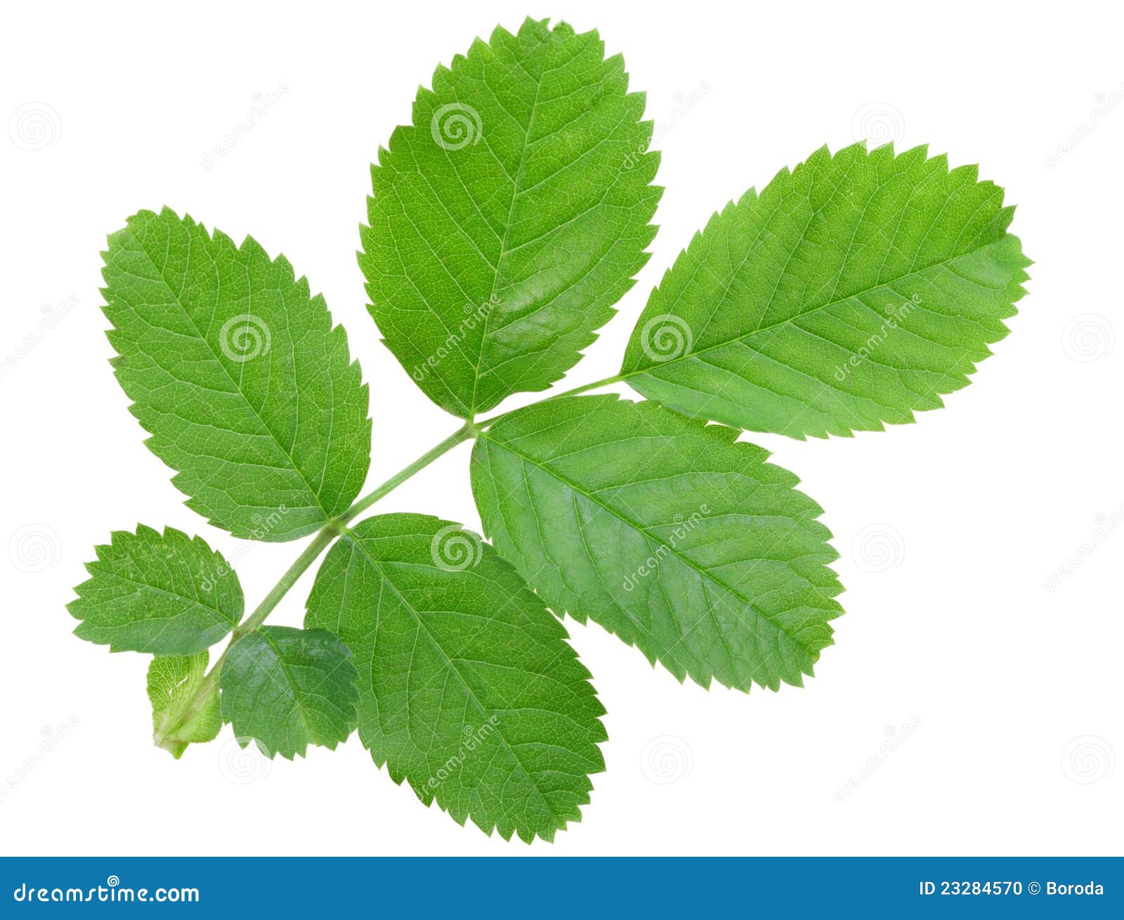 Single Green Leaf