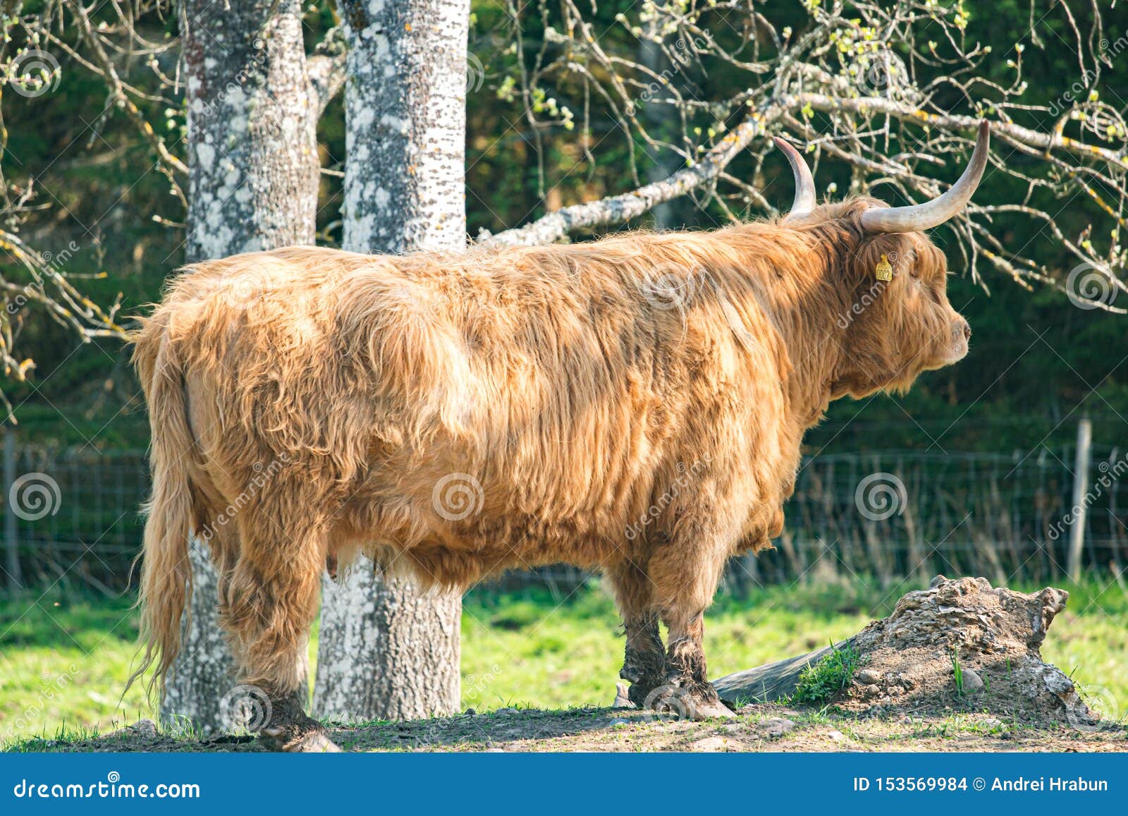 Single Young Brown Highland Cattle with Blurred Background Stock Photo ...