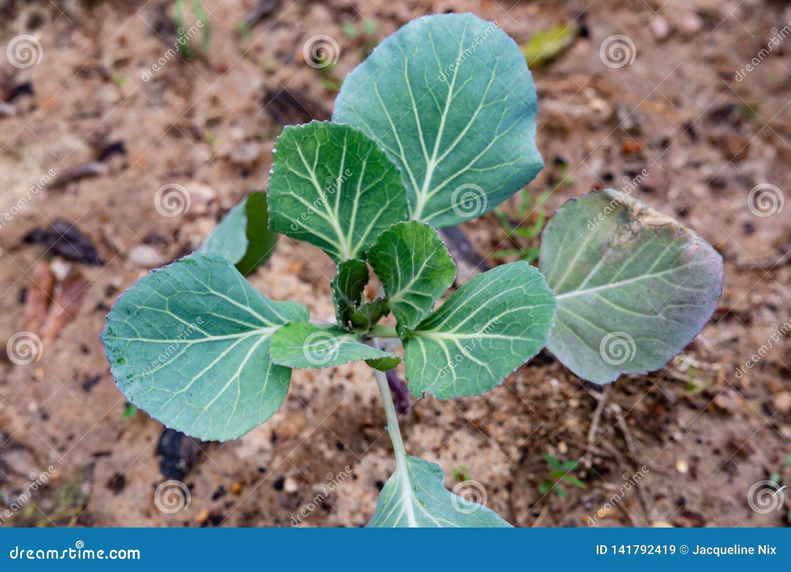 Single young cabbage plant stock image. Image of brassica - 141792419