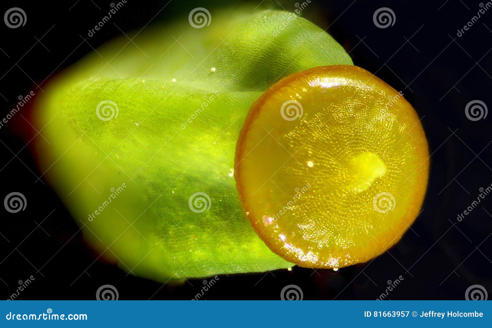 Single Young Capsule of a Hair Cap Moss from Connecticut. Stock Image ...