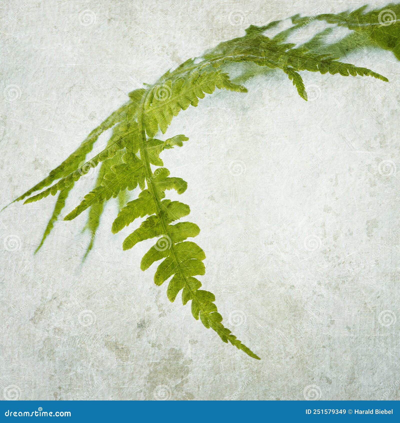 Single Young Fern Leaf with Texture Stock Image - Image of closeup ...