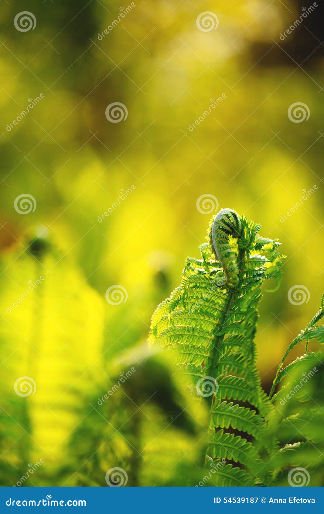 Single young fern stock image. Image of garden, curl - 54539187