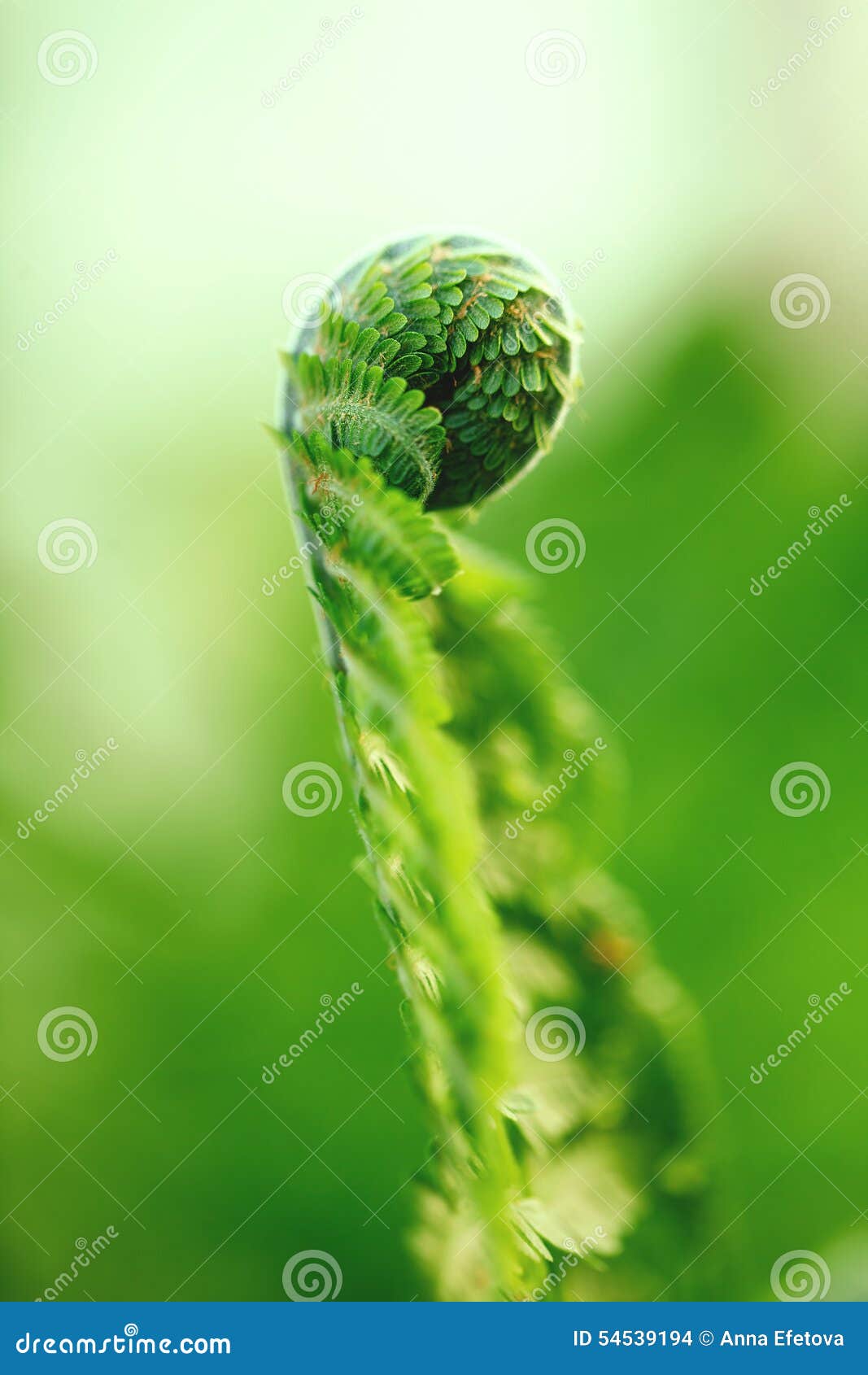 Single young fern stock photo. Image of gardening, flora - 54539194