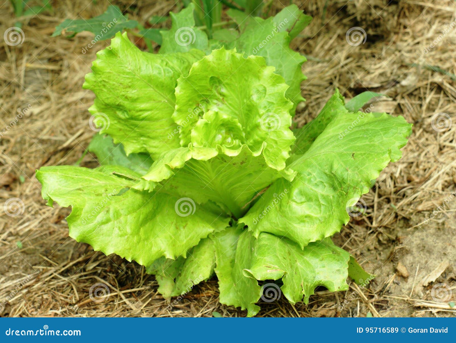 Single young lettuce stock image. Image of summer, health - 95716589