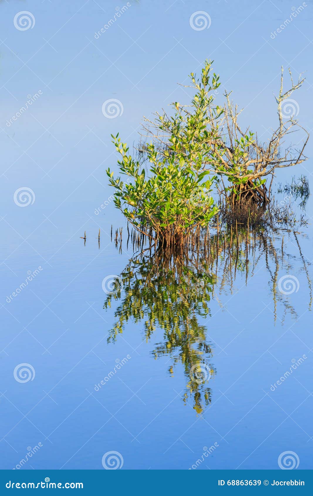 Single Young Mangrove Growing in Florida Wetlands Stock Image - Image ...
