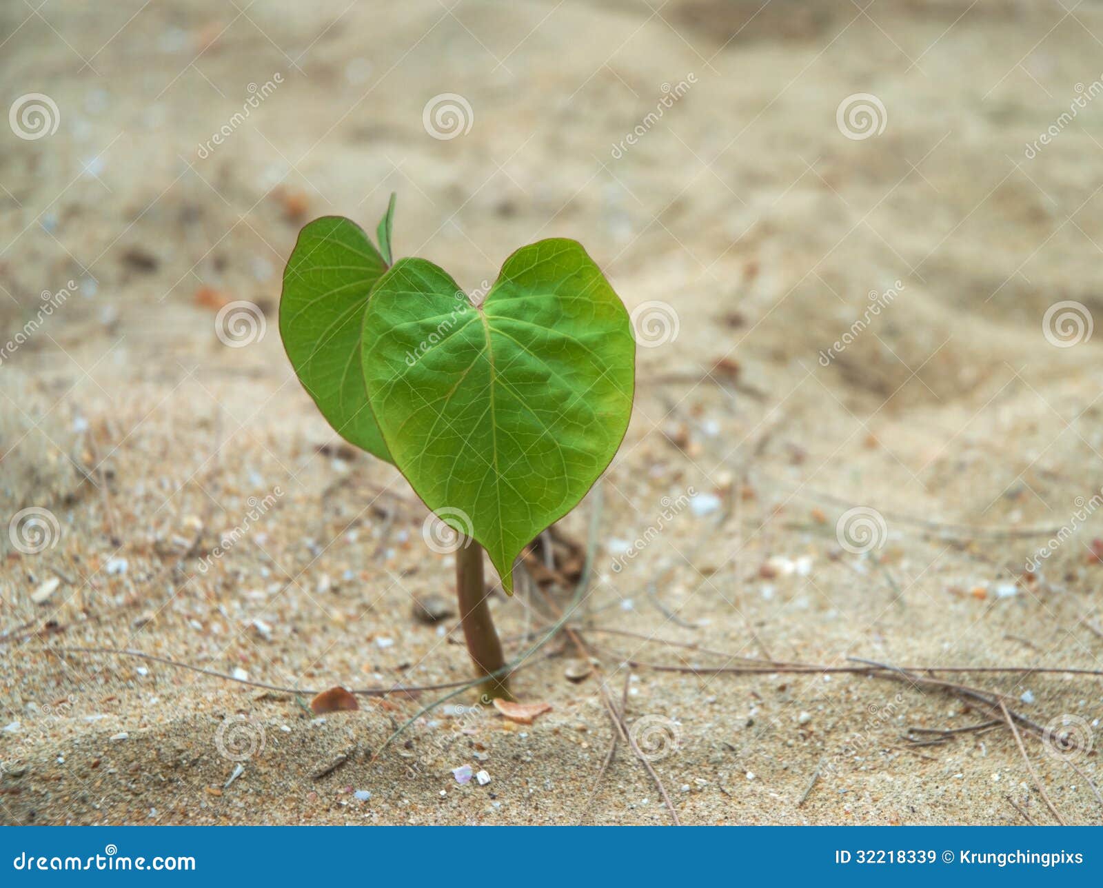 Single young plant stock image. Image of closeup, natural - 32218339