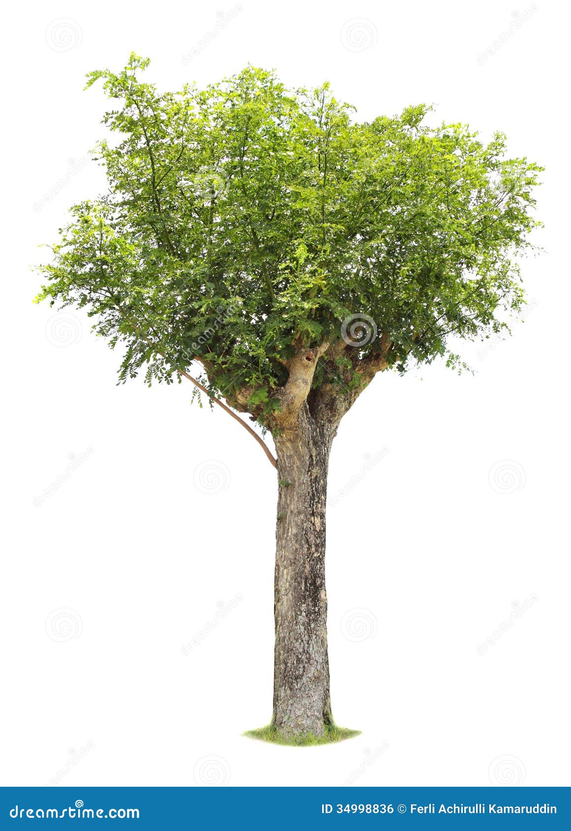 Single Young Tree with Green Leaves Stock Photo - Image of single ...