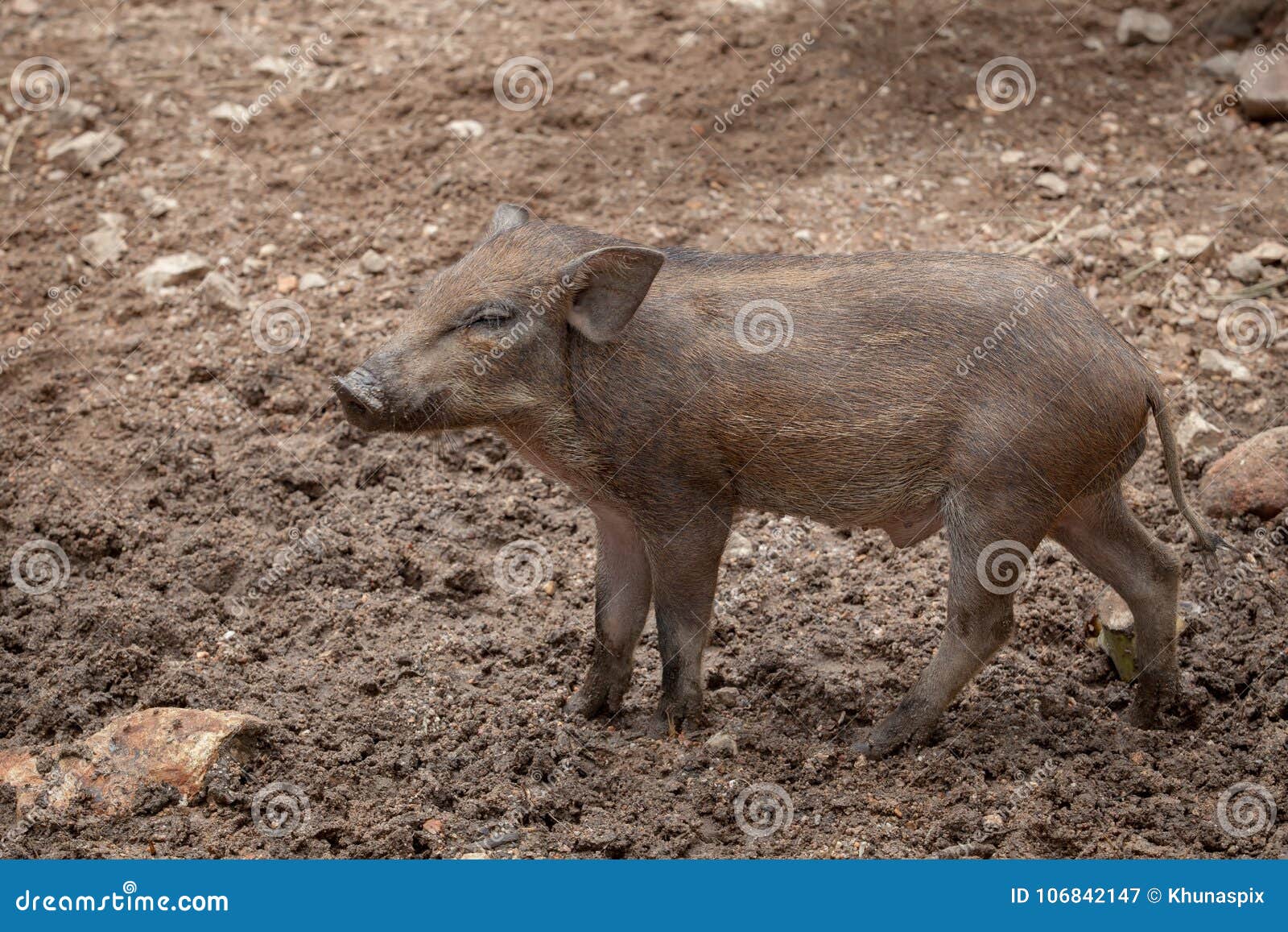 Single Young of Wild Boar Standing on Dirt Field Stock Image - Image of ...