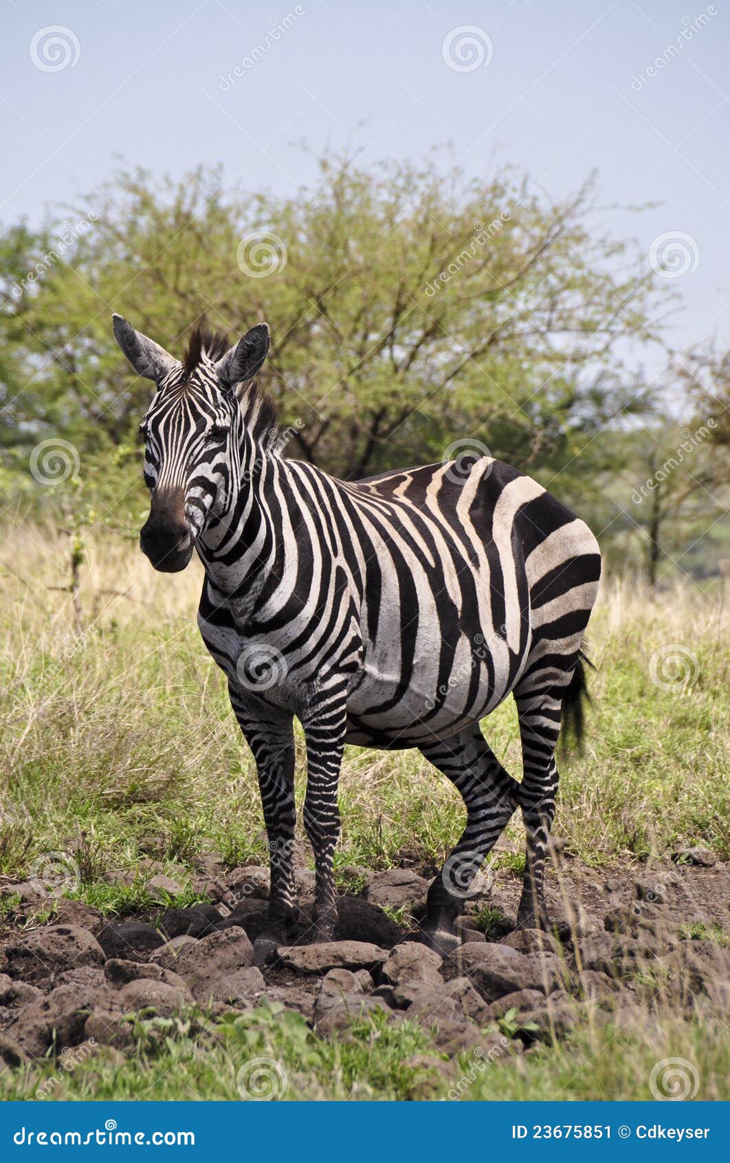 Single zebra stock image. Image of national, black, ethiopia - 23675851