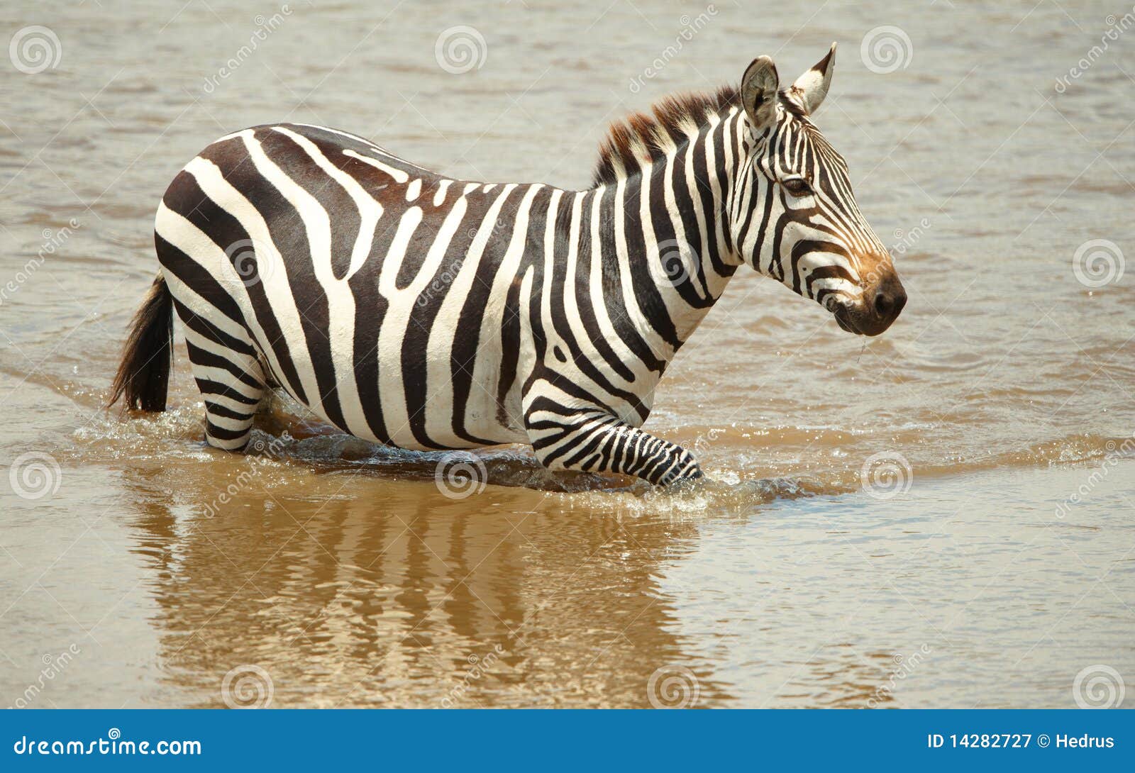 Single Zebra (African Equids) Stock Image - Image of special, equids ...