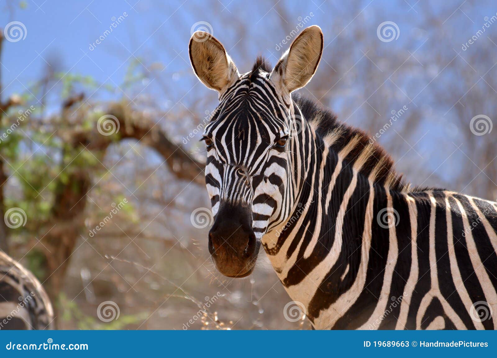 Single Zebra is Eating Grass Stock Image - Image of africa, view: 19689663