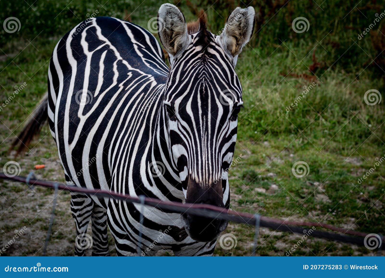Single Zebra Grazing in the Evening Stock Image - Image of wildlife ...