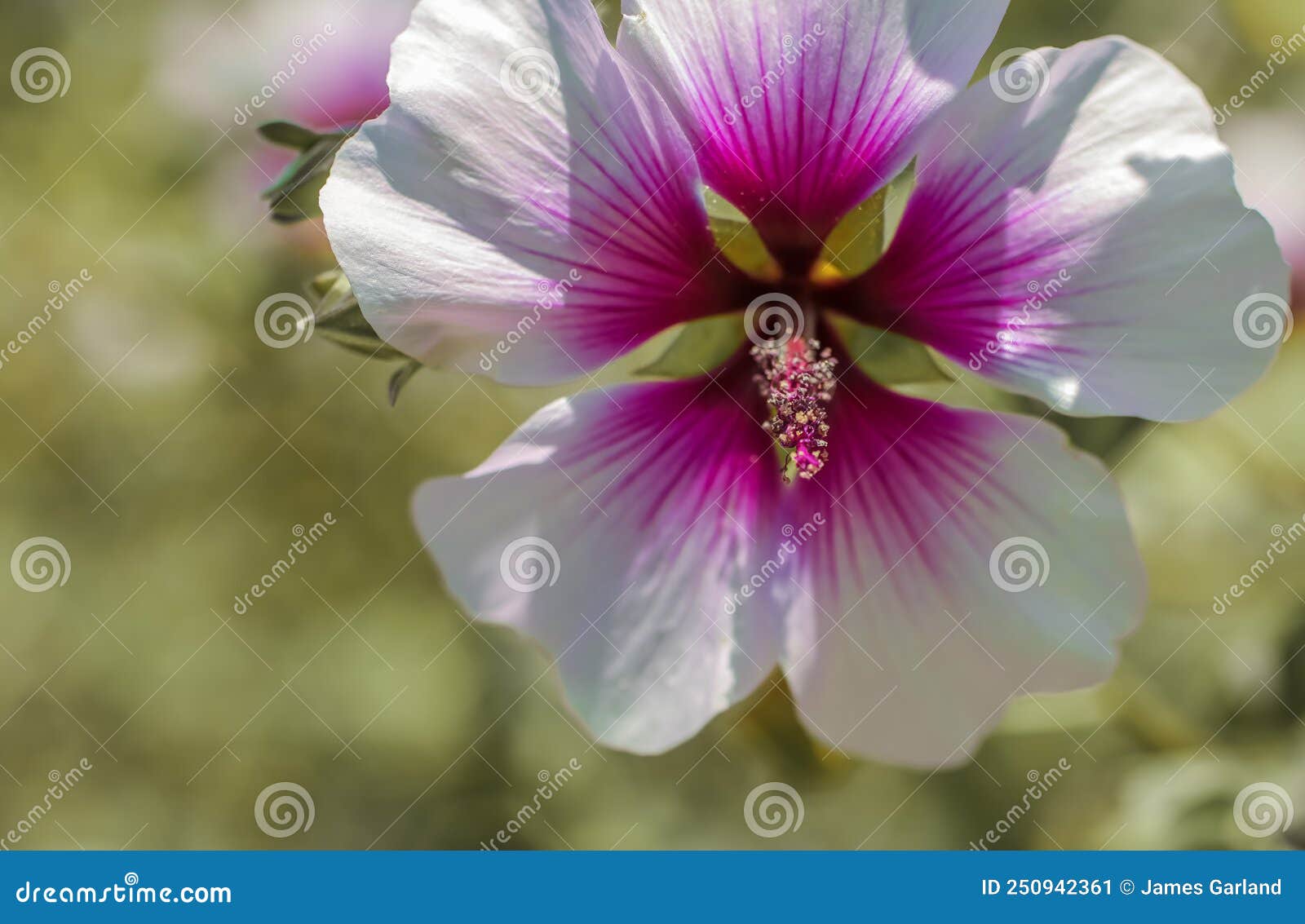 A Single Zebra Mallow Bloom Stock Image - Image of close, stigma: 250942361