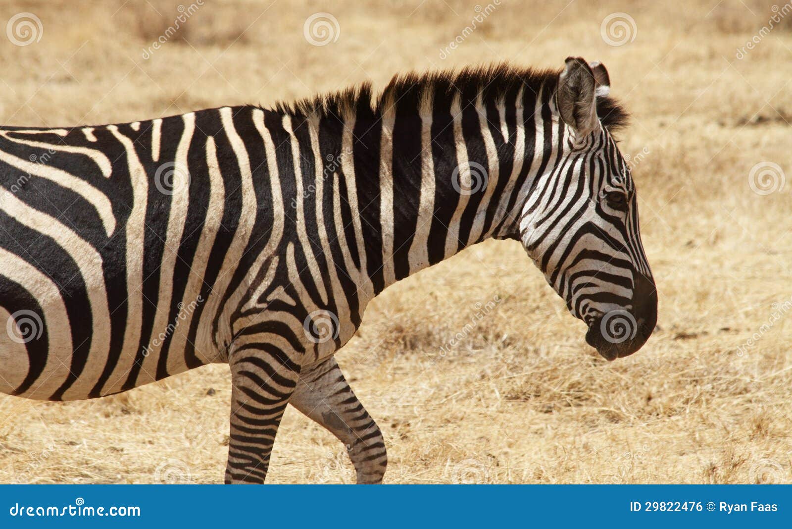Lone Zebra Walking stock photo. Image of savannah, tanzania - 29822476