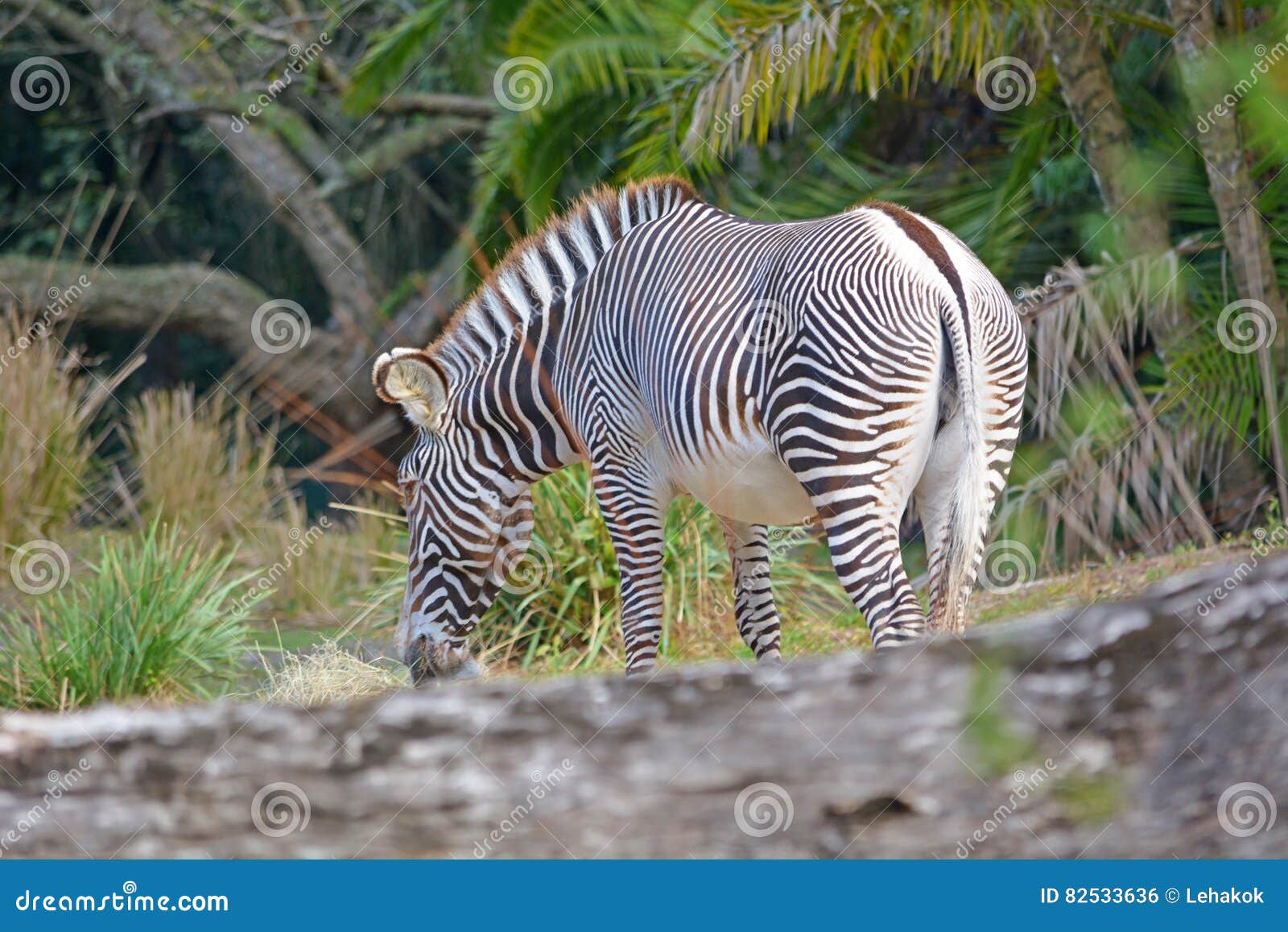 Single zebra stock photo. Image of herd, nature, travel - 82533636