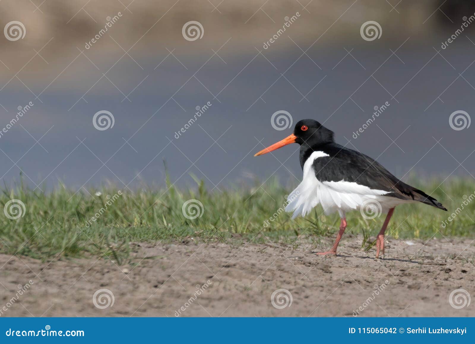 Singola Beccaccia Di Mare Uccello in Bianco E Nero Con Il Becco Rosso ...