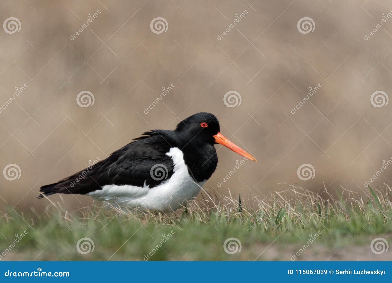 Singola Beccaccia Di Mare Uccello in Bianco E Nero Con Il Becco Rosso ...