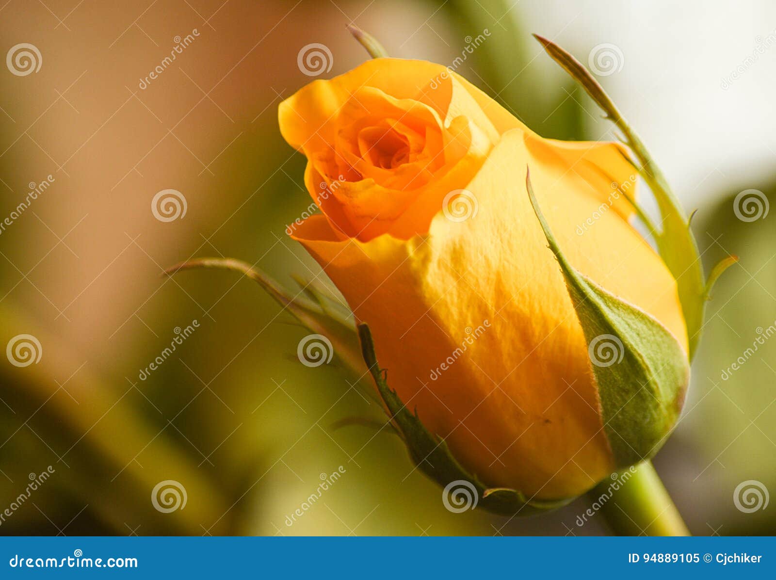 Singola Rose Closeup Gialla Immagine Stock - Immagine di pianta, fiore ...