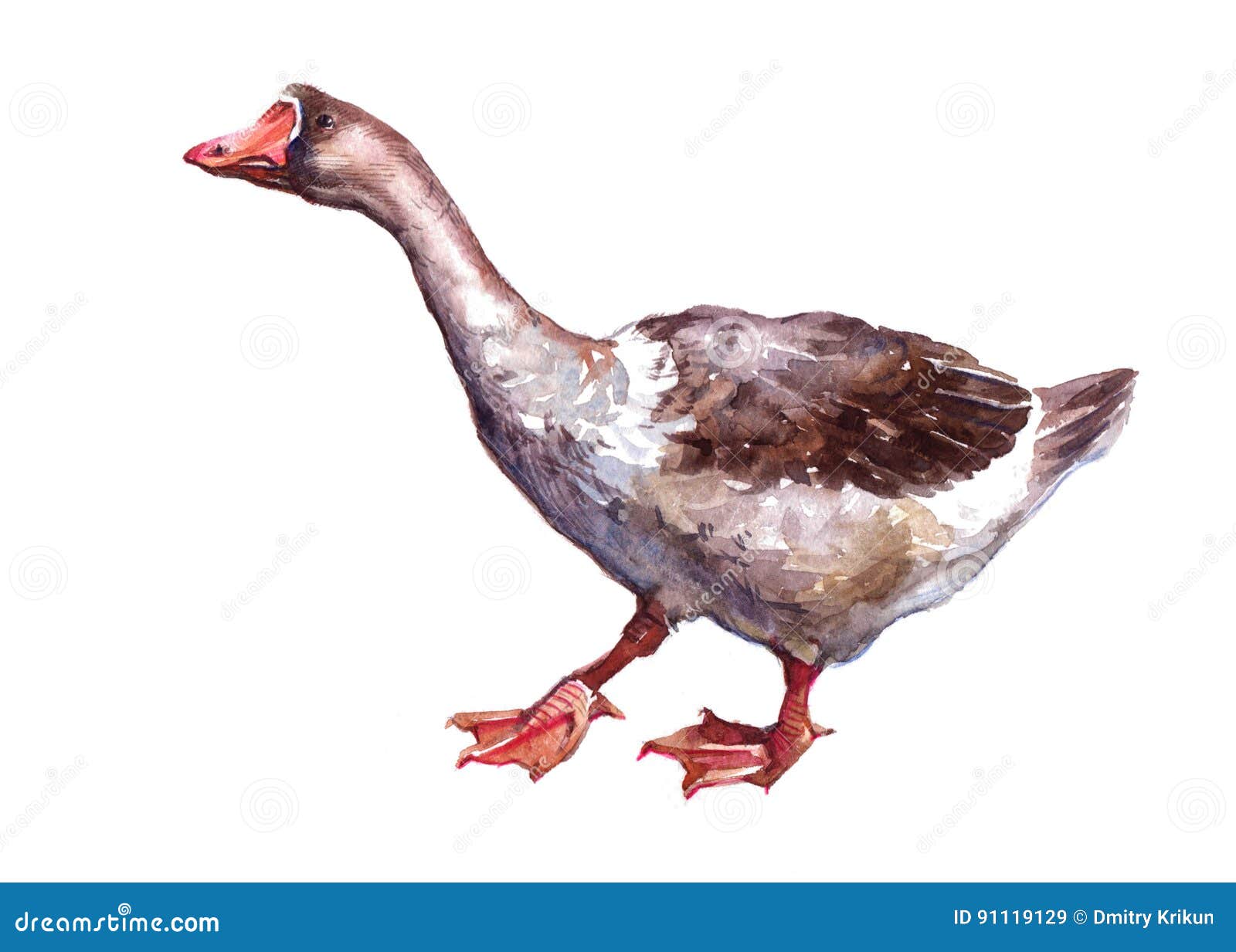 Singolo Animale Dell'oca Dell'acquerello Illustrazione di Stock ...