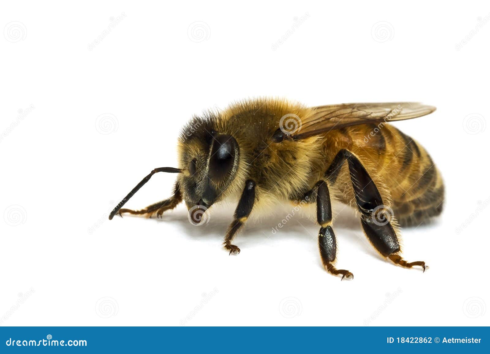 Singolo Ape Isolato Su Bianco. Fotografia Stock - Immagine di testa ...