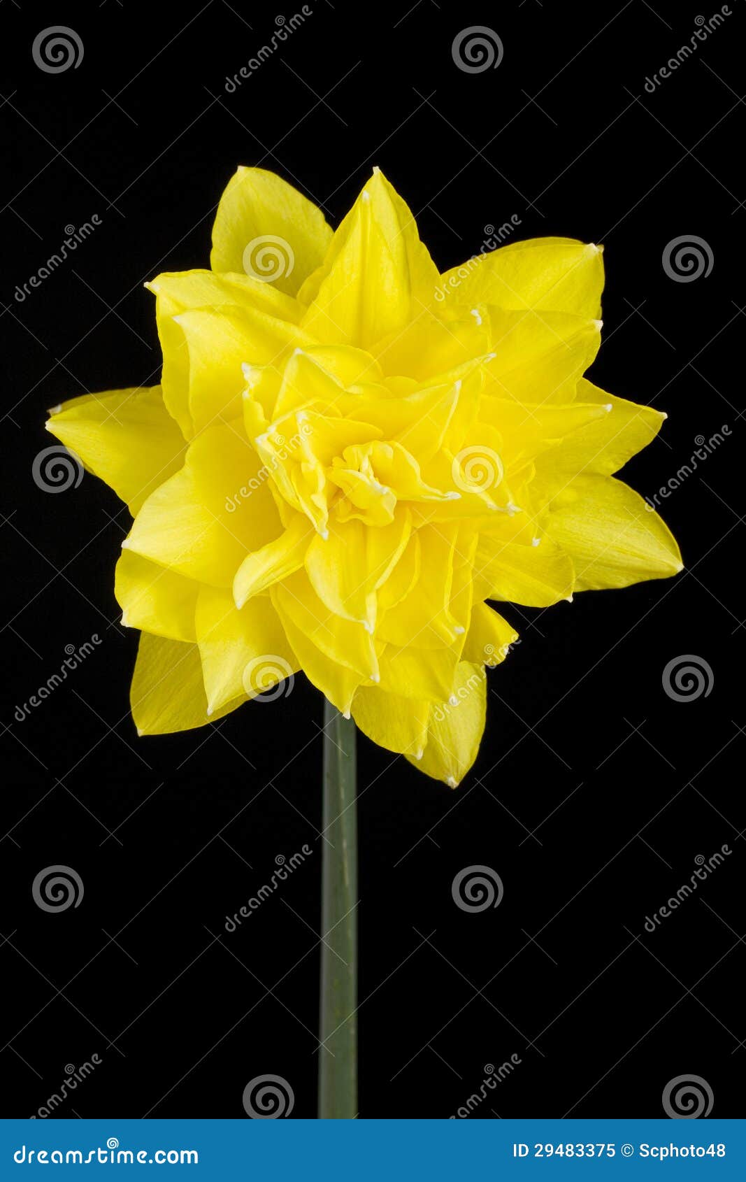 Singolo Doppio Narciso Giallo Sul Nero Immagine Stock - Immagine di ...