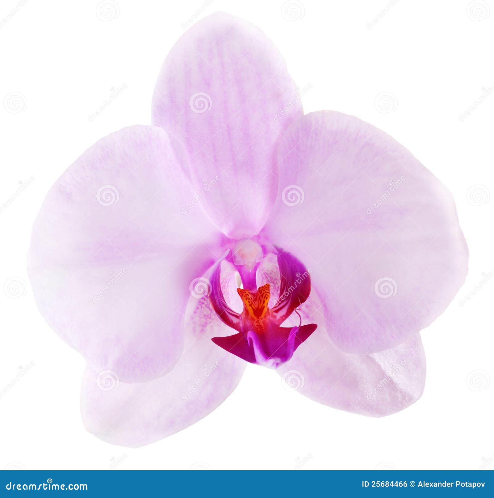 Singolo Fiore Isolato Rosa-chiaro Dell'orchidea Fotografia Stock ...