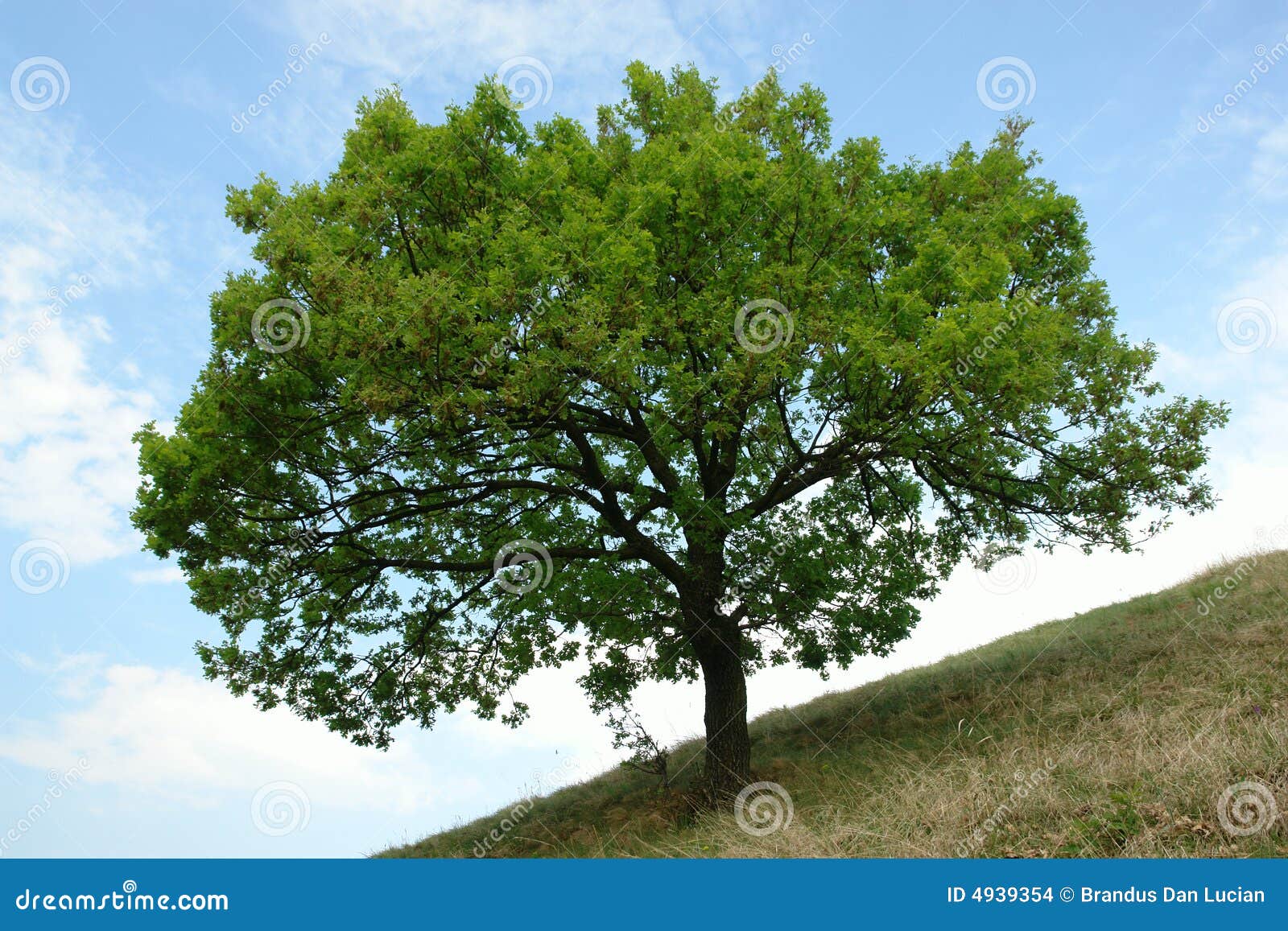Singolo Giovane Albero Di Quercia Fotografia Stock - Immagine di ...