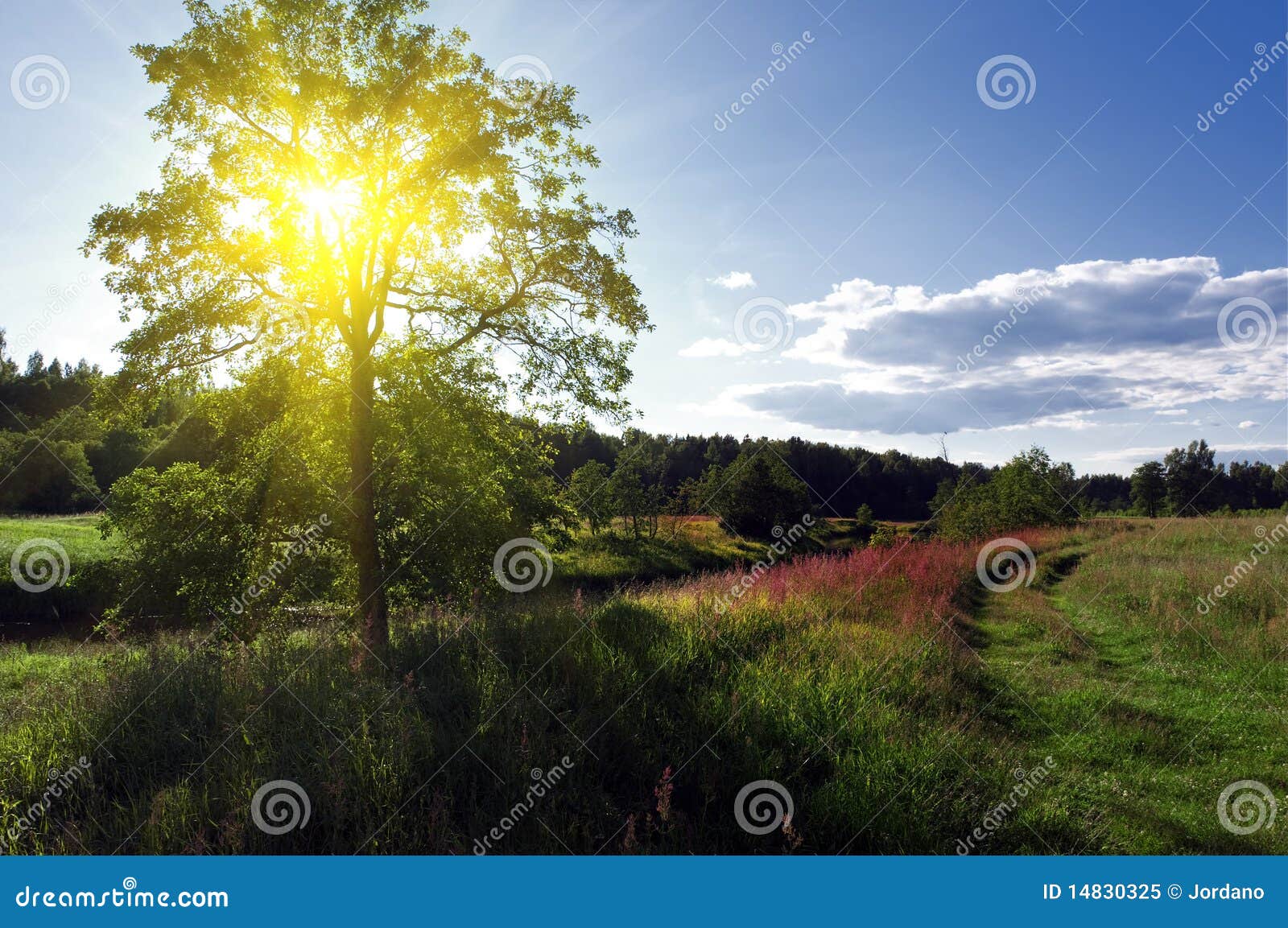 Singolo Grande Albero Verde in Un Prato Immagine Stock - Immagine di ...