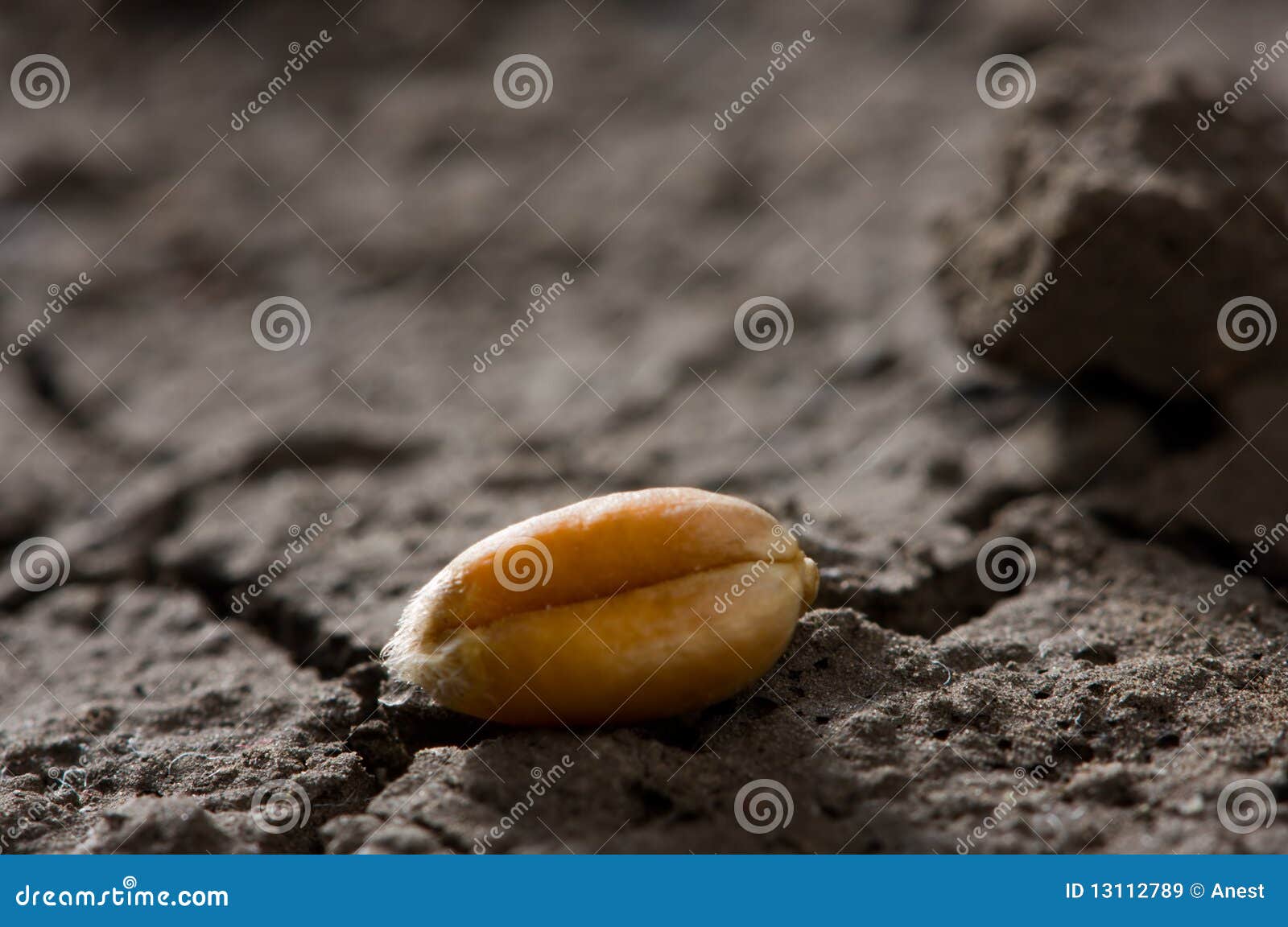 Singolo Granulo Su Sbarco Arido Immagine Stock - Immagine di esterno ...