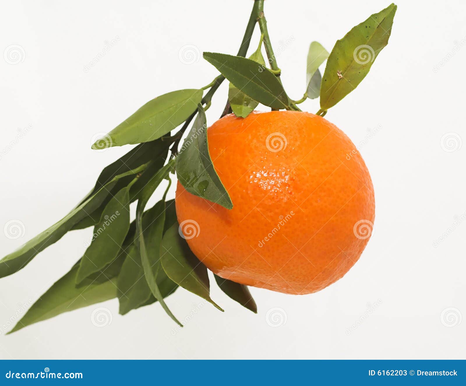 Singolo Mandarino Su Bianco Immagine Stock - Immagine di stare ...