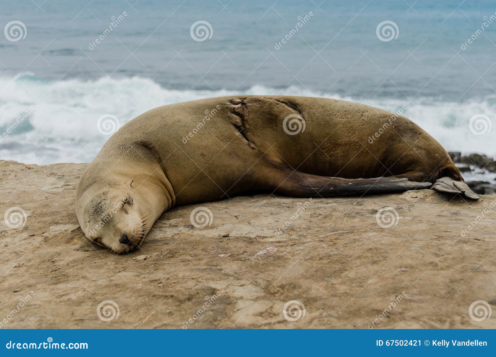 Singolo Mare Lion Side View Di Sonno Immagine Stock - Immagine di sonno ...