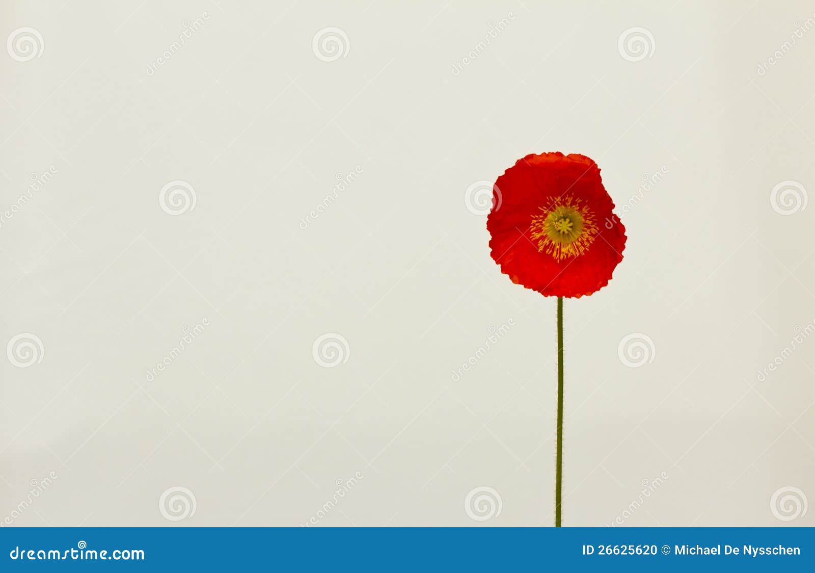 Singolo papavero rosso fotografia stock. Immagine di singolo - 26625620