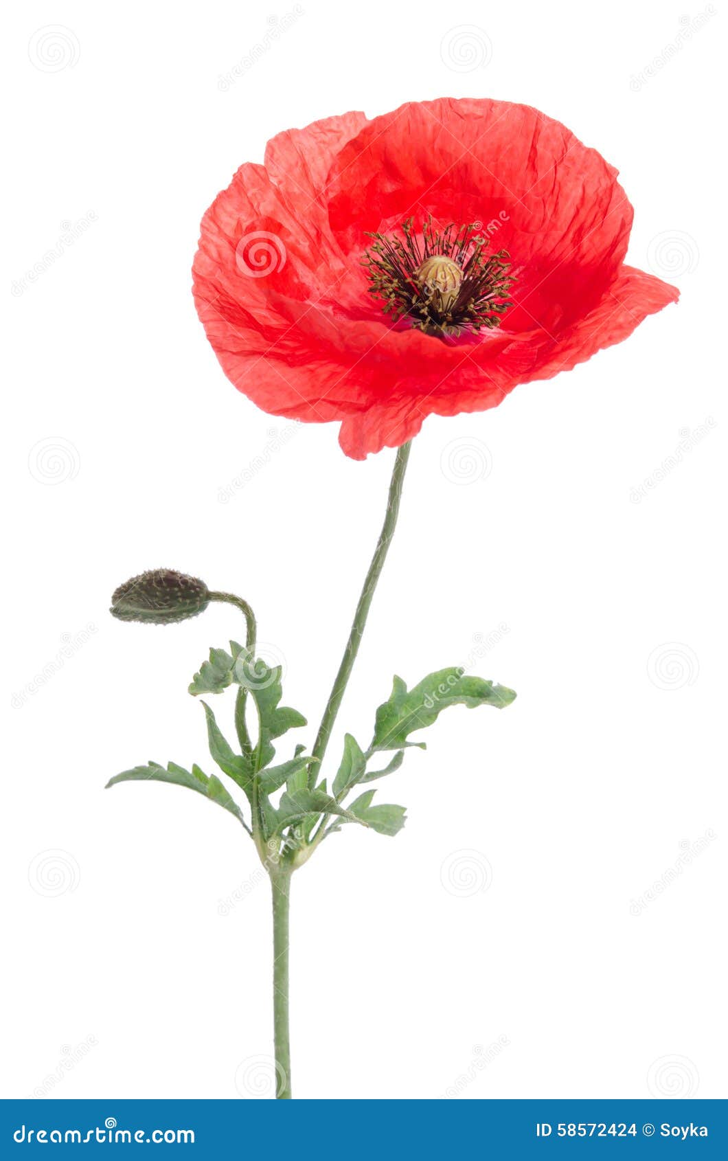 Singolo papavero rosso fotografia stock. Immagine di fresco - 58572424