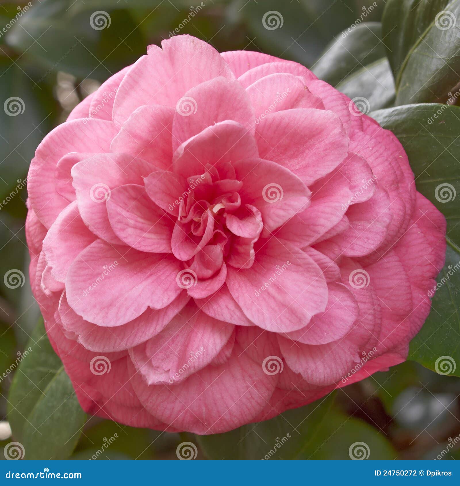 Singolo Primo Piano Del Fiore Della Camelia Fotografia Stock - Immagine ...