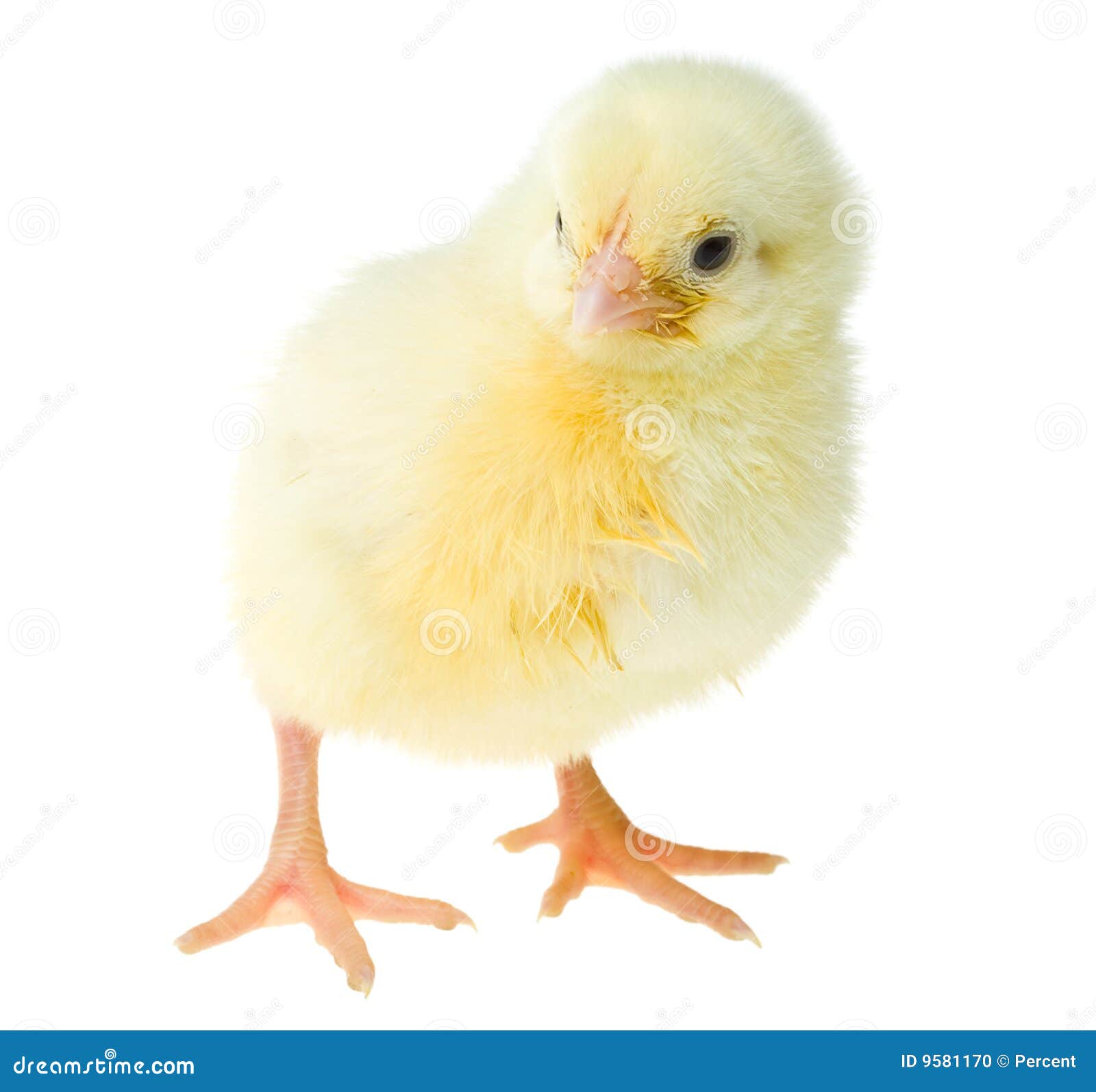 Singolo pulcino giallo fotografia stock. Immagine di neonato - 9581170