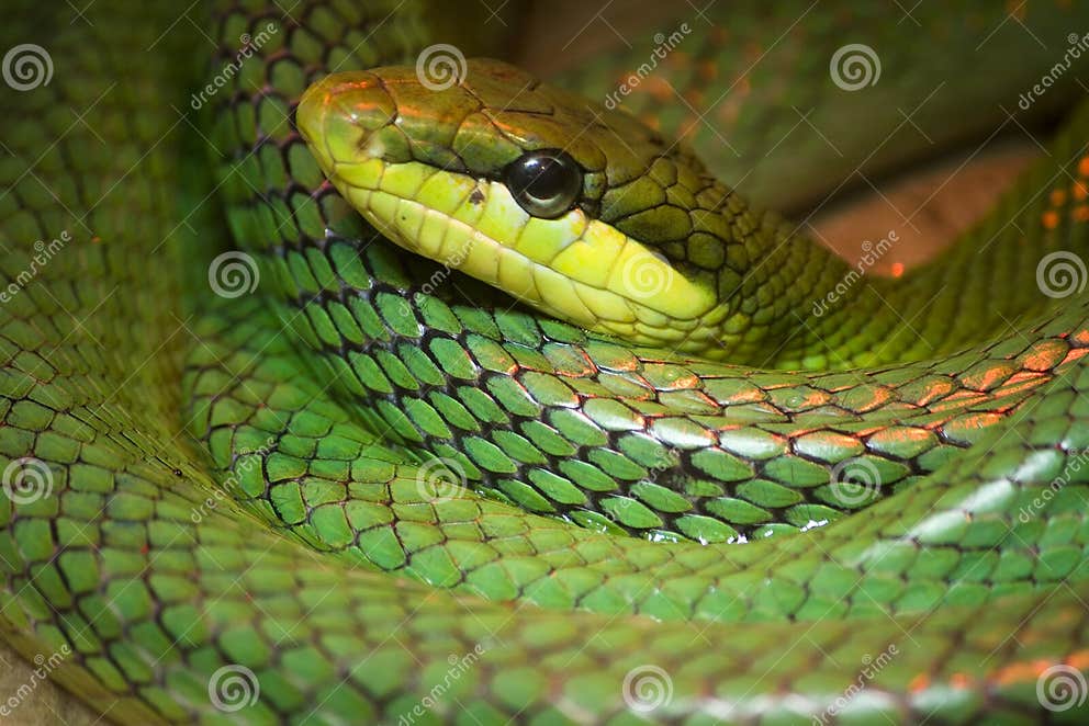 Singolo Serpente Verde Variopinto Fotografia Stock - Immagine di ...
