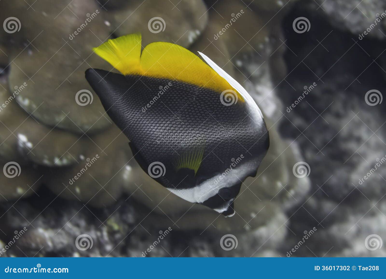 Singular Bannerfish (Heniochus Singularius) in Andaman Sea Stock Photo ... Singular Bannerfish (Heniochus Singularius) in Andaman Sea Stock Photo ...
