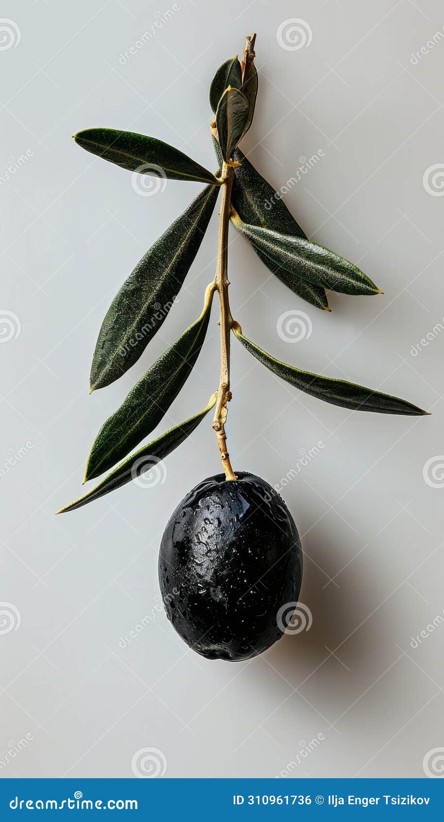 Singular Black Olive Isolated on a Crisp White Background for Impactful ...