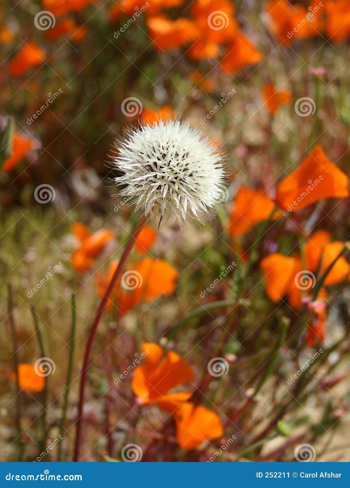 Singular Bloom stock image. Image of trek, travel, golden - 252211