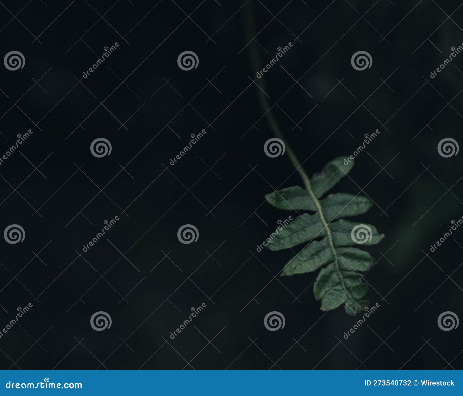 A Single Leaf on a Dark Background with an Eerie Atmosphere Stock Photo ...