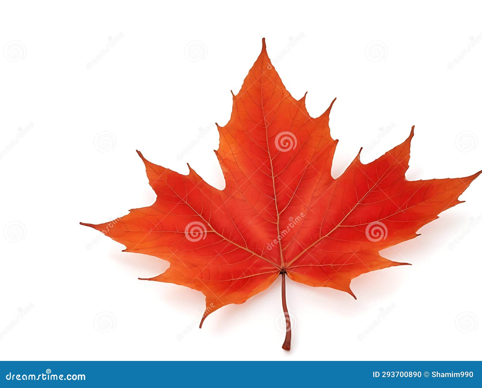 Singular Elegance: a Red Maple Leaf on White Background Stock Photo ...