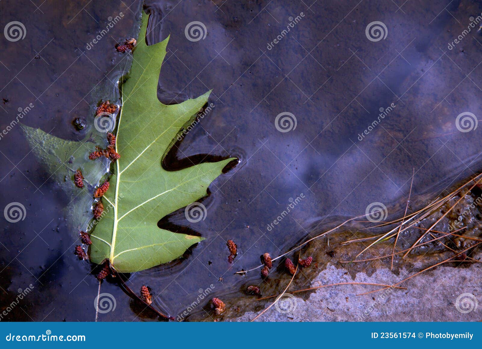 A Singular Leaf in Water stock photo. Image of orange - 23561574