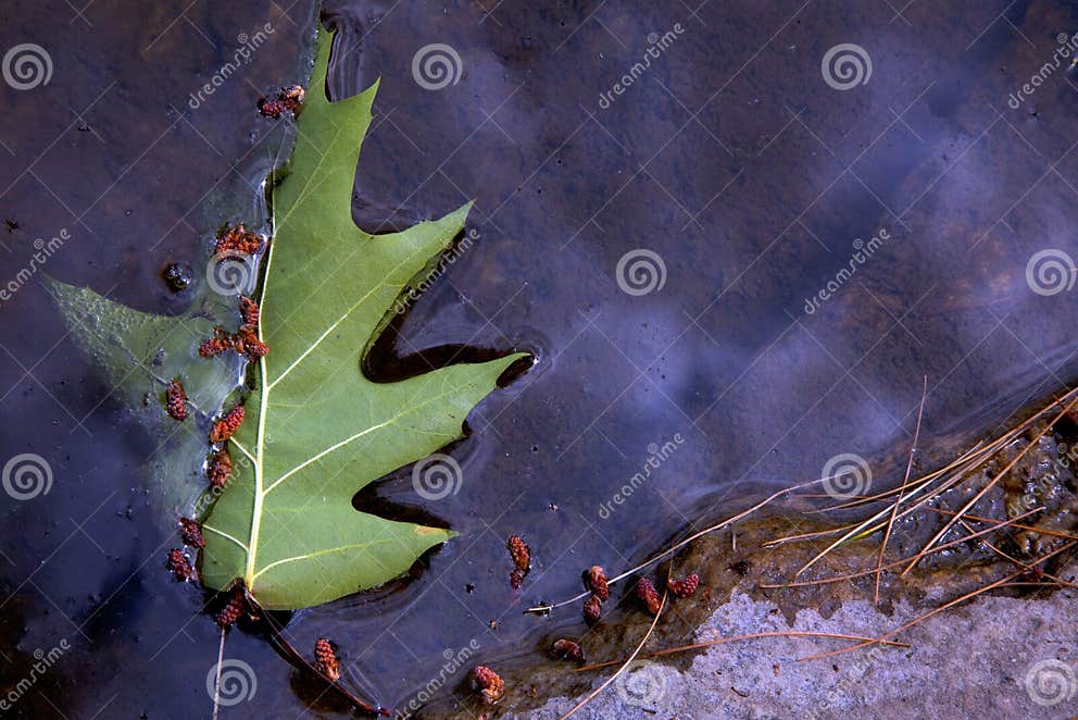 A Singular Leaf in Water stock photo. Image of orange - 23561574