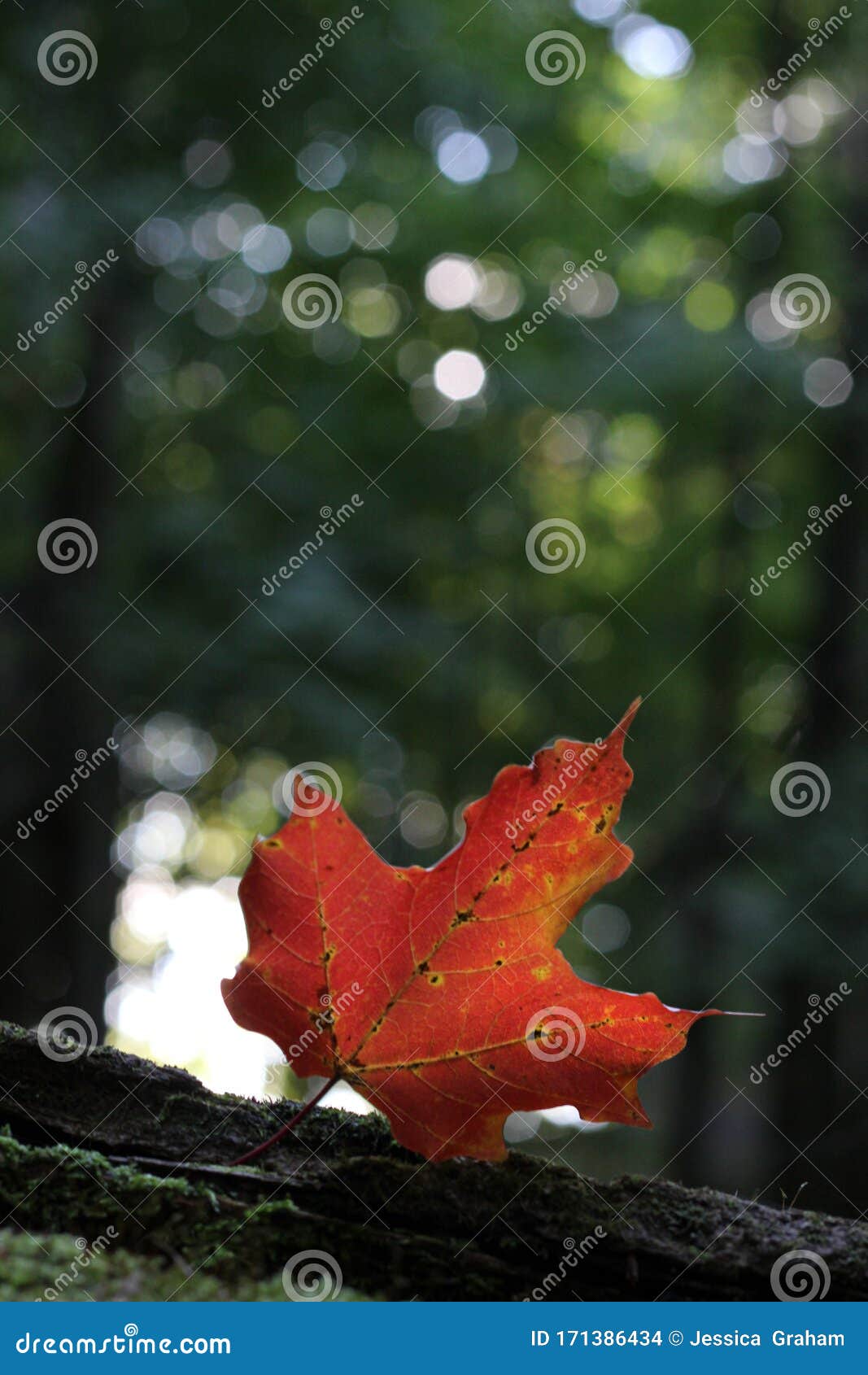 Singular Red Leaf in the Woods Stock Photo - Image of november, texture ...