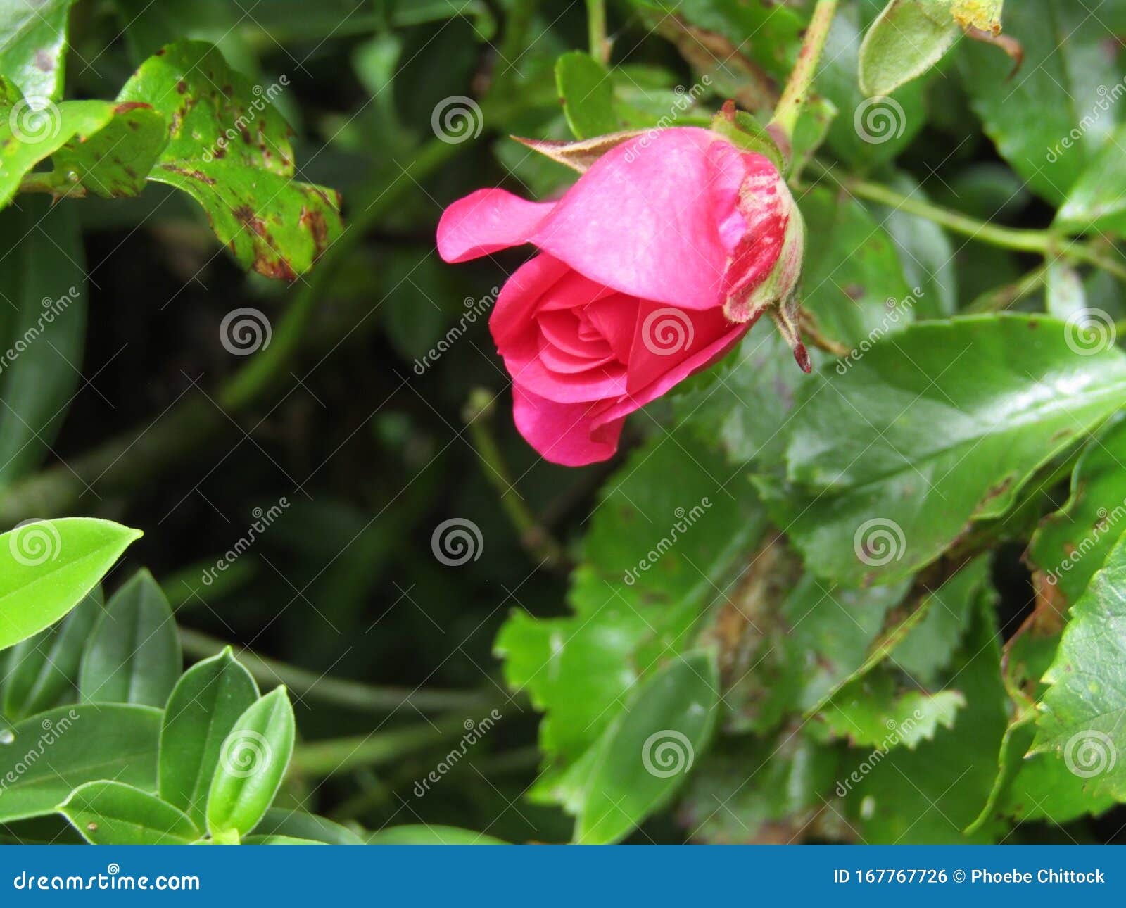 Singular red/pink rose stock photo. Image of singular - 167767726
