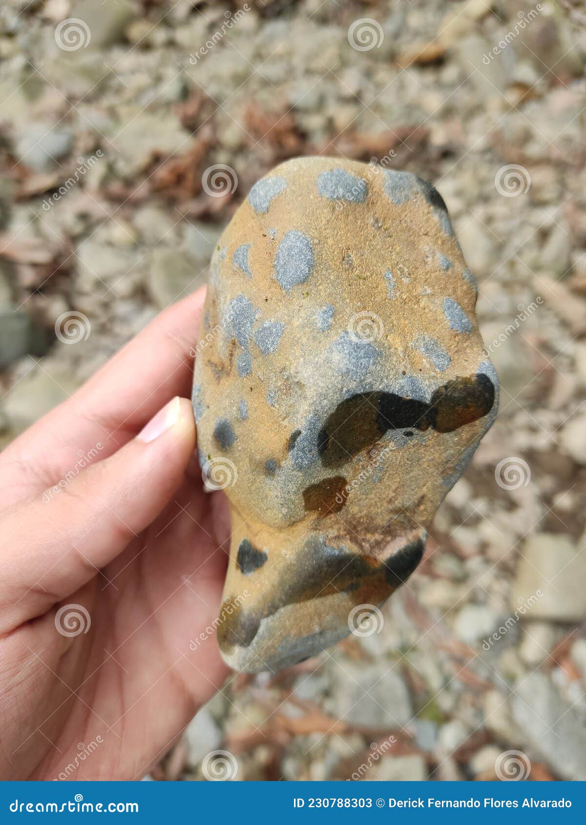 Singular Rock of the River that Brings Stock Image - Image of leaf ...