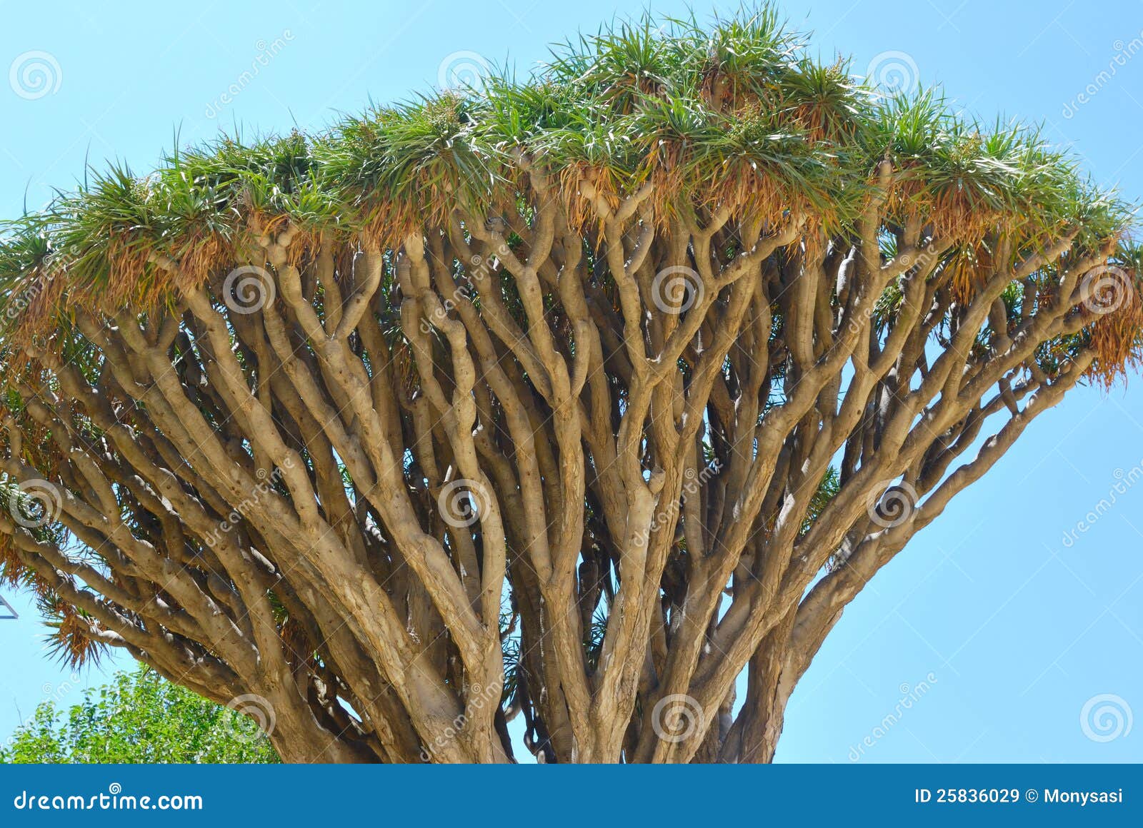 Singular tree stock image. Image of specimen, rare, garden - 25836029
