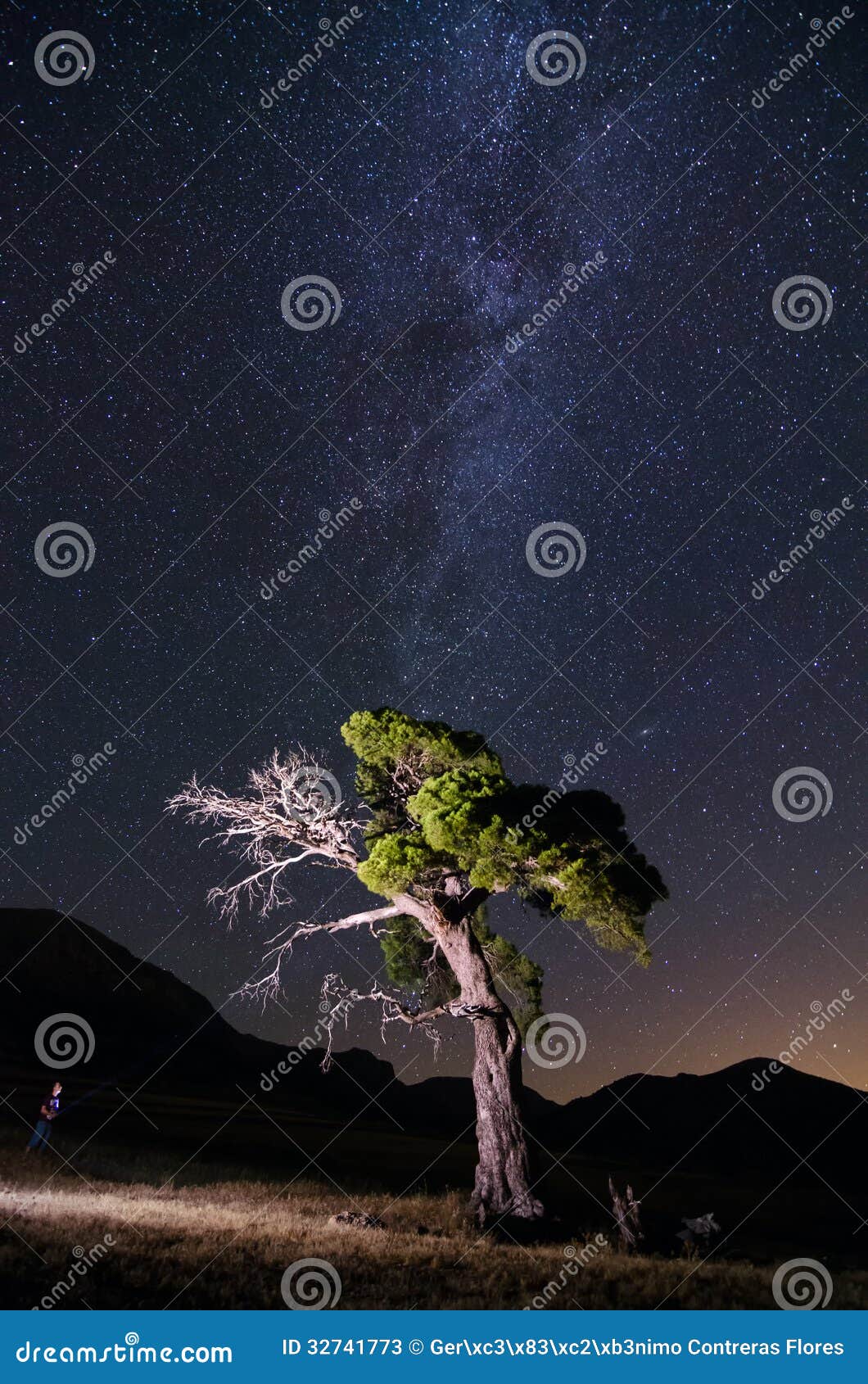 Singular Tree Under the Milky Way Stock Image - Image of natural ...