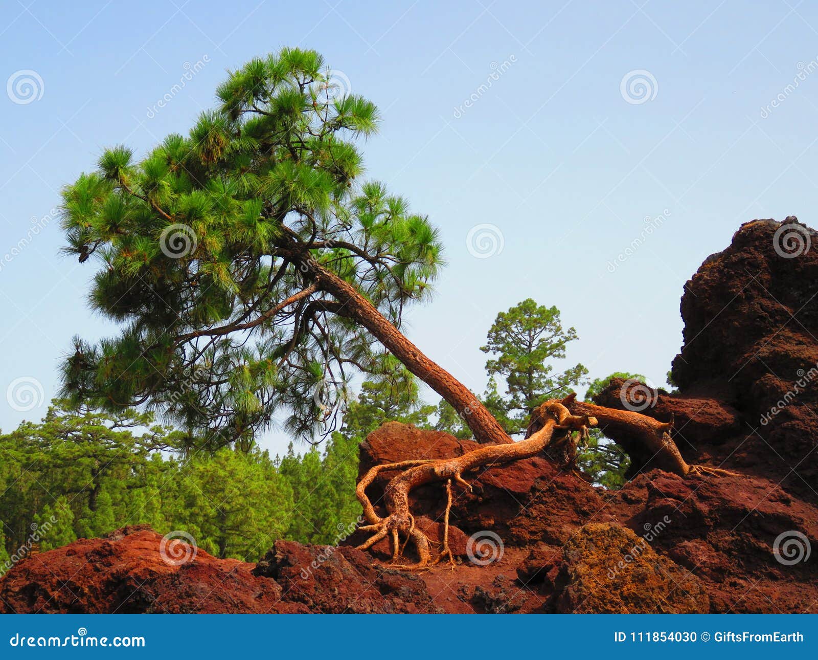 Volcanic tree. stock photo. Image of national, rocks - 111854030